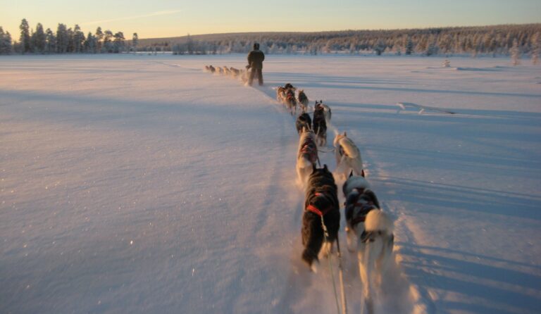Husky week Finland 7 dagen