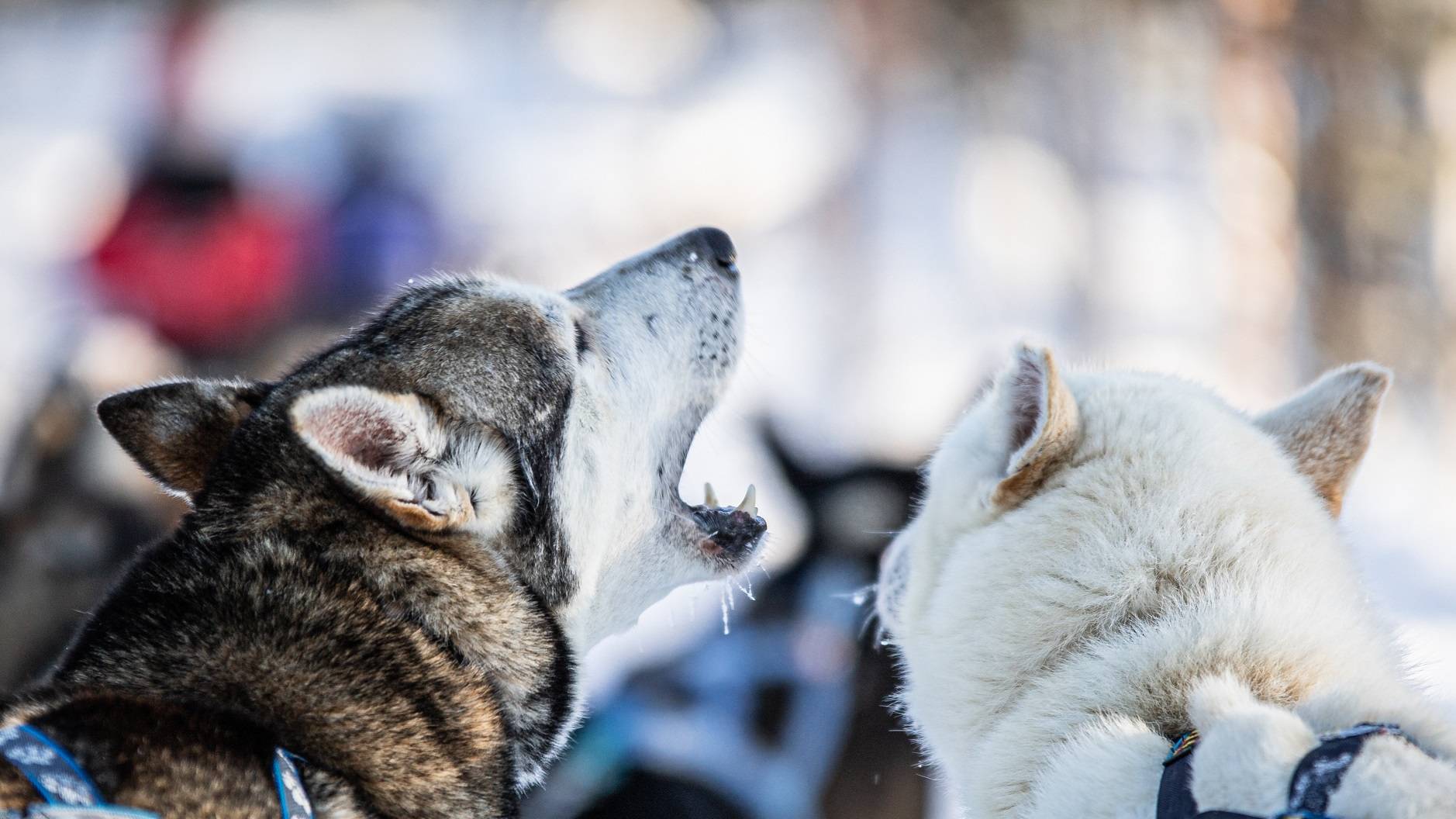 Husky's, Noorderlicht en rendieren in Fins Lapland